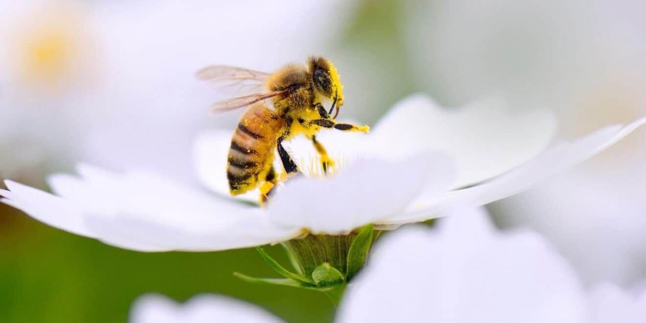 ¿Qué pasaría si desaparecen las abejas? [IMPACTO ecológico]